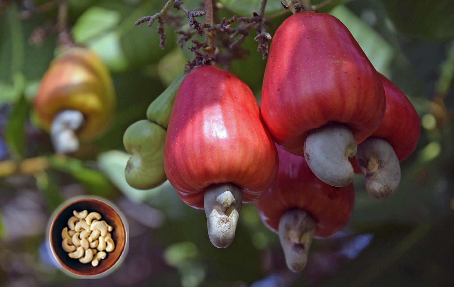 National Apex of Cashew Farmers