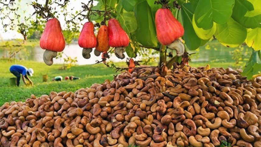 National Apex of Cashew Farmers
